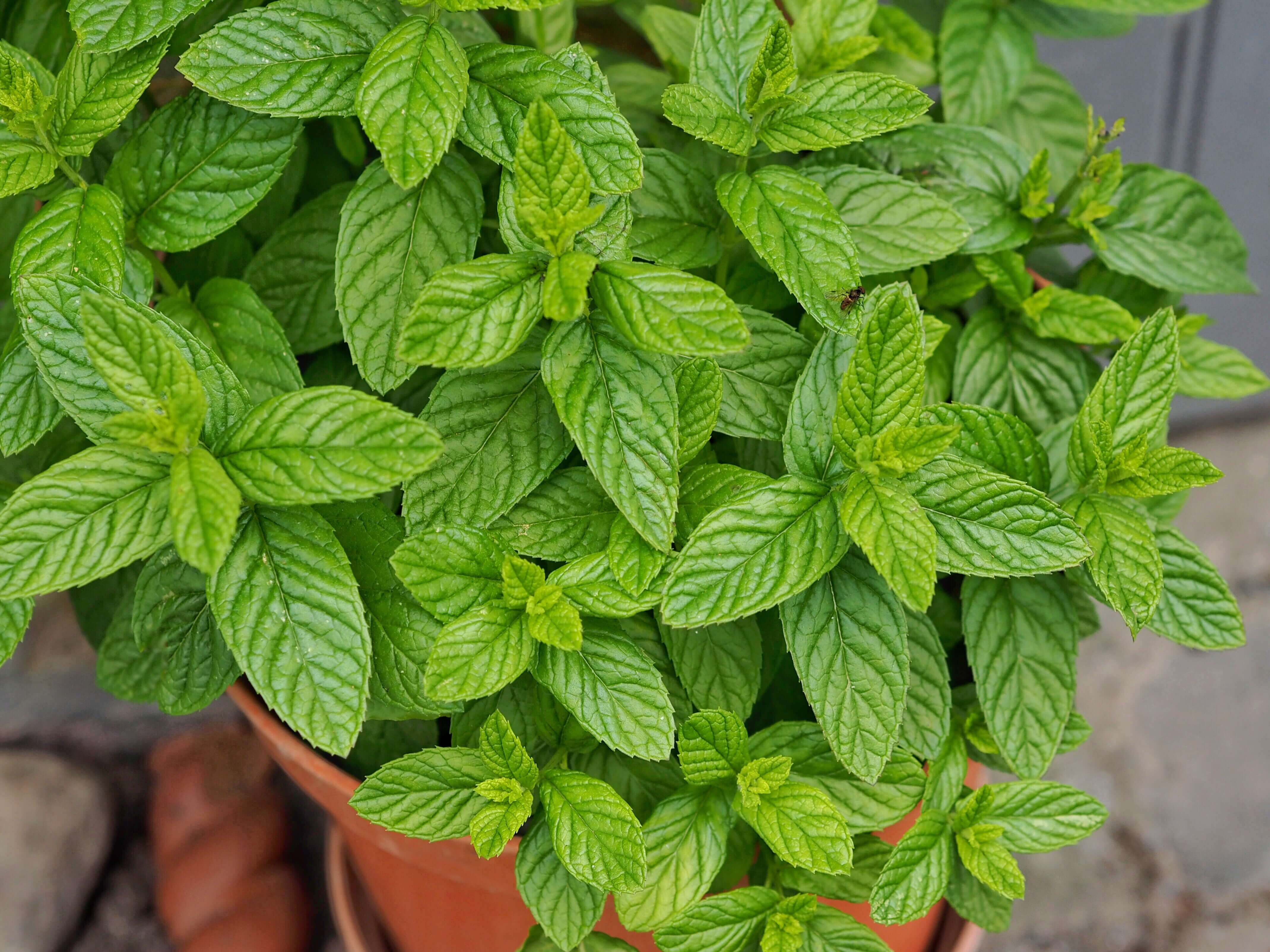 Mynte, alt du skal vide om dyrkning & pleje i have & indendørs