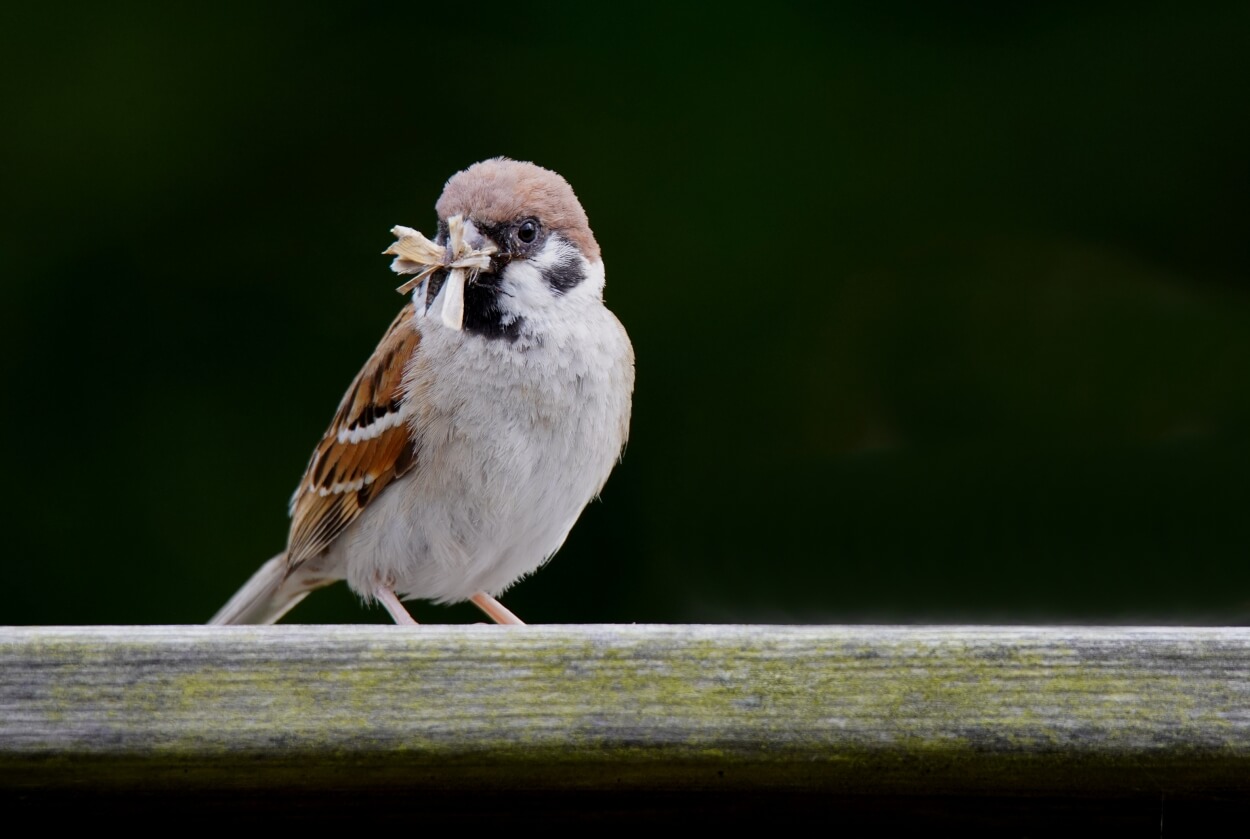 7 Bedste Insekthoteller i 2026 | Havekalenderen